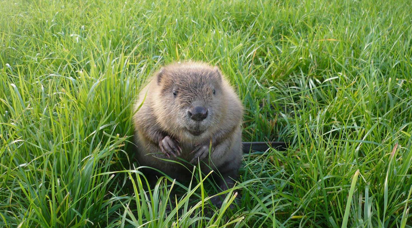 Biber helfen der Bibere | Pro Natura Bern