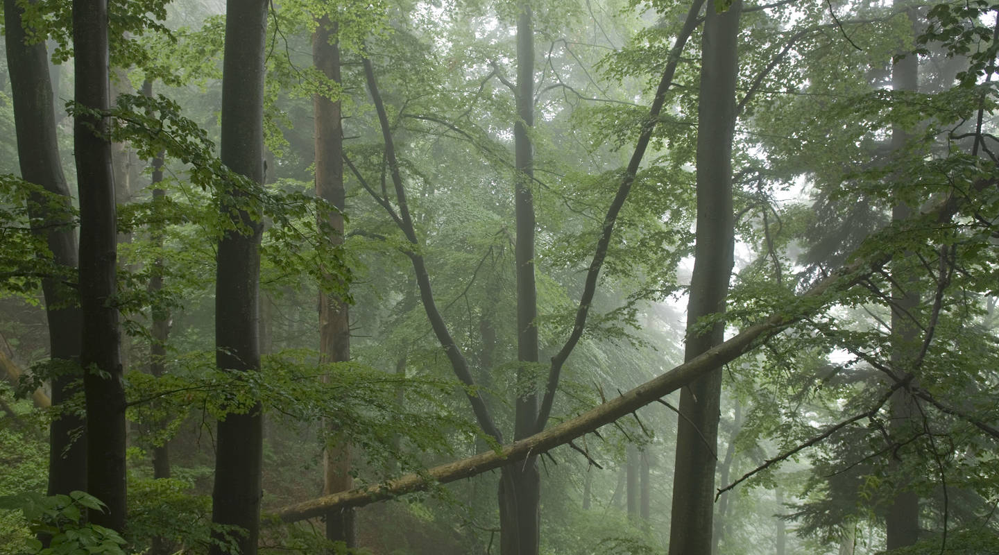 Wald im Kanton Bern | Pro Natura Bern
